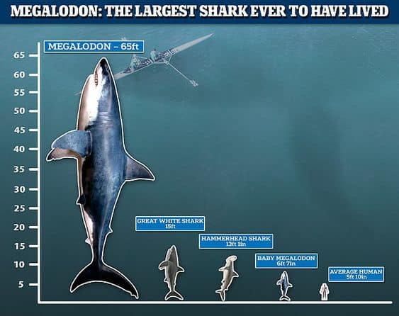 The Megalodon: King of the Ocean - HubPages