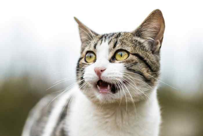Why Do Cats Chatter (Ek-Ek-Ek) at Birds? - HubPages
