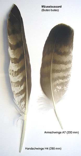 What Are Feathers? - HubPages