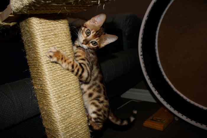 Build Your Own Cat Scratching Post - HubPages