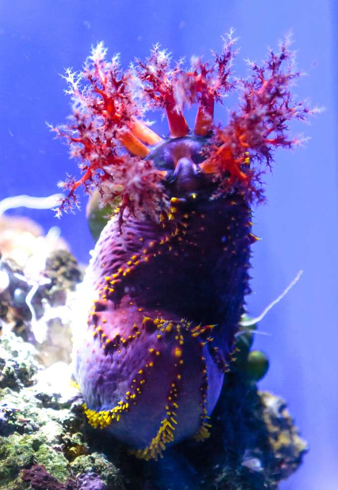 10 of the Most Beautiful Sea Creatures in the World (With Honorable ...