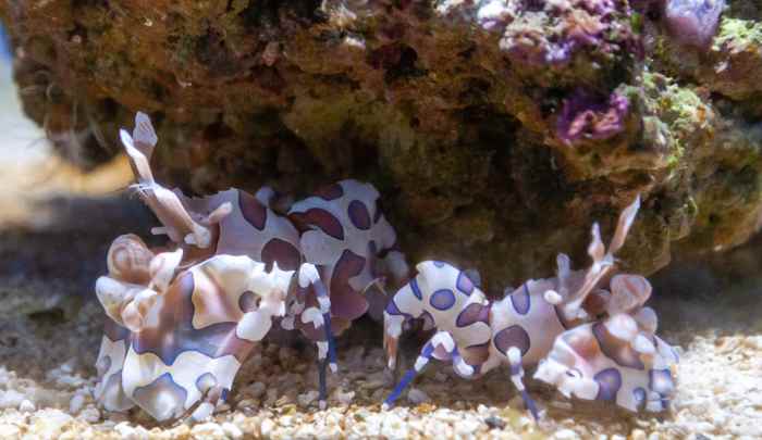 10 of the Most Beautiful Sea Creatures in the World (With Honorable ...