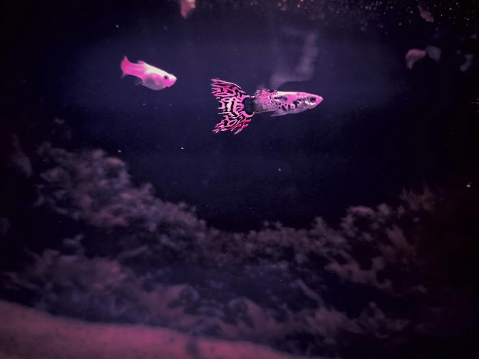 6 Best Fish for Hard Water Aquariums - HubPages