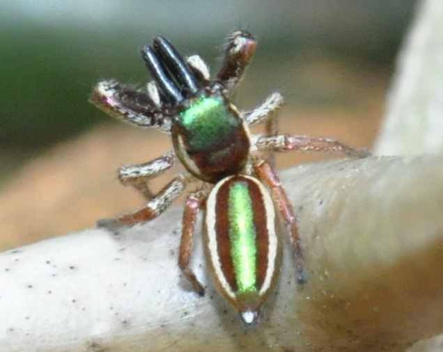Top 10 Weirdest Spiders in the World (With Honorable Mentions) - HubPages