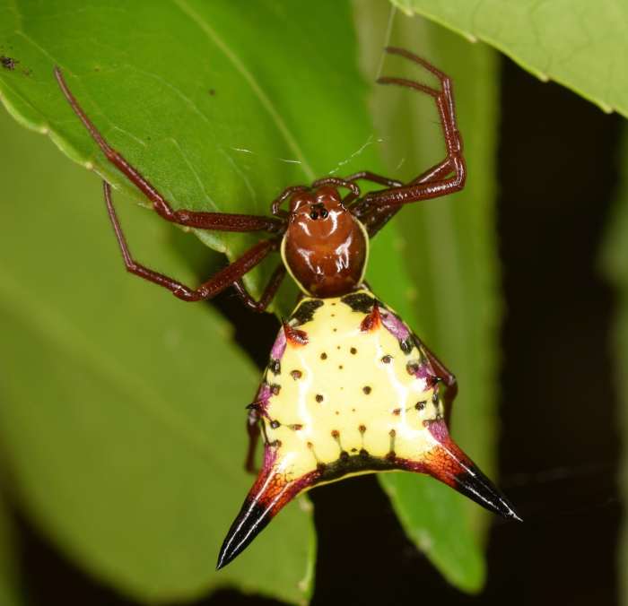 Top 10 Weirdest Spiders in the World (With Honorable Mentions) - HubPages