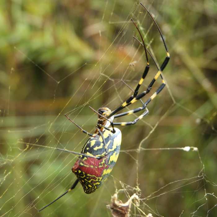 Top 10 Weirdest Spiders in the World (With Honorable Mentions) - HubPages