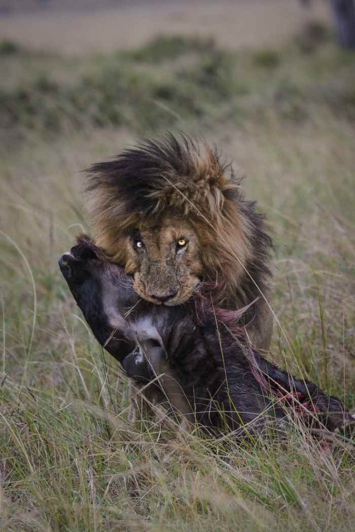 Scarface the Lion : The World Most Popular Lion - HubPages