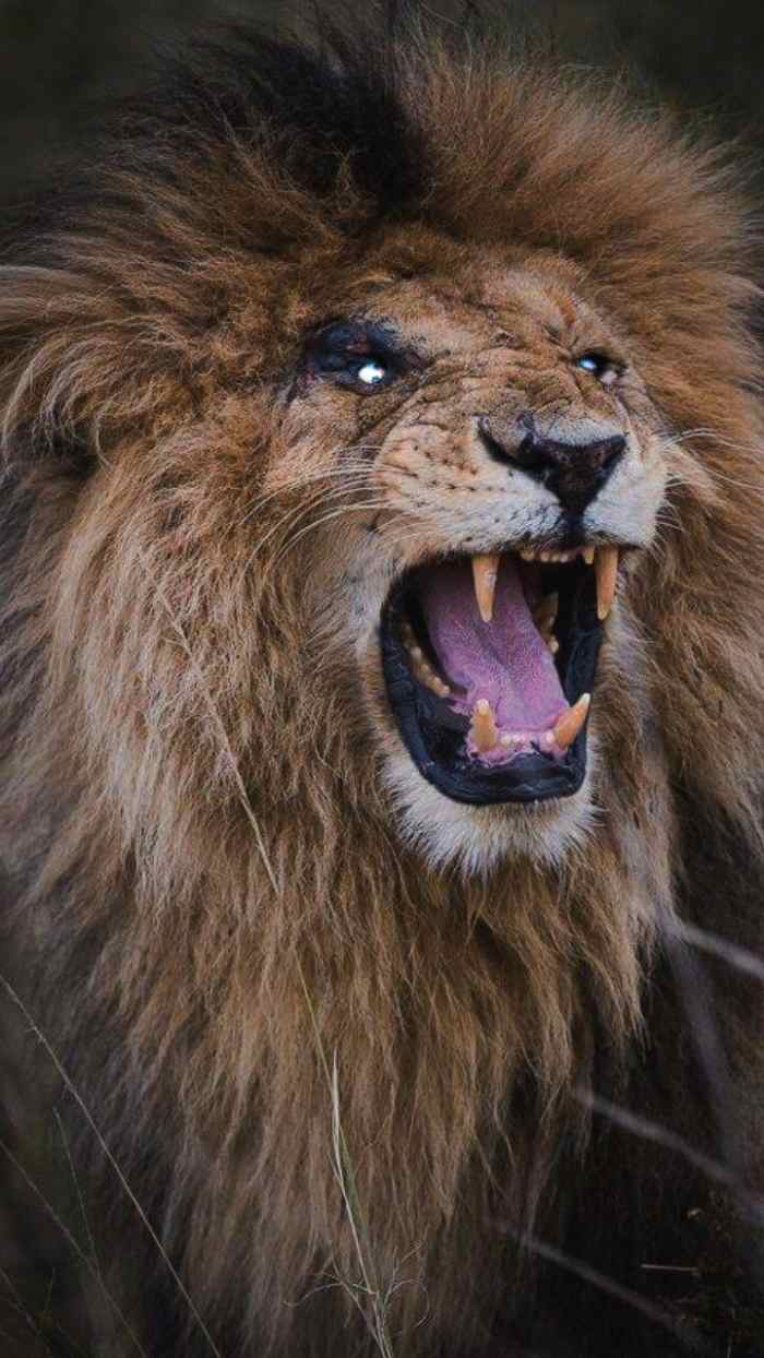 Scarface the Lion : The World Most Popular Lion - HubPages