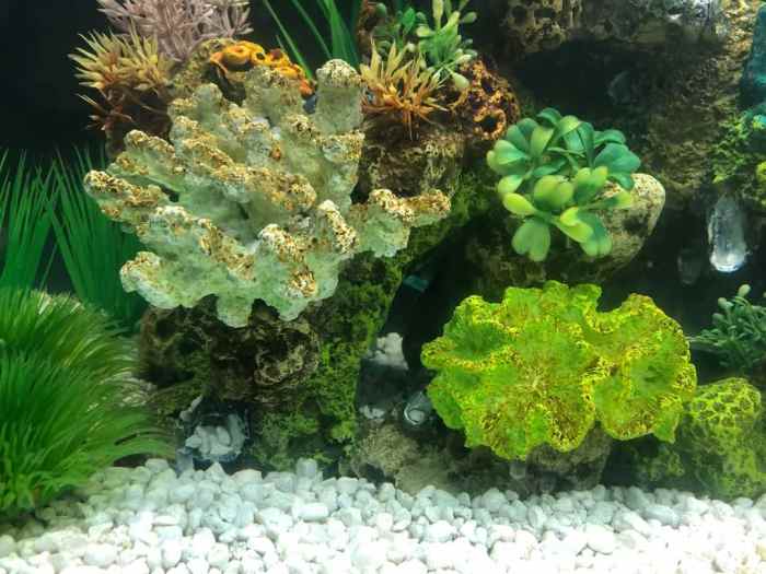 How to Remove Brown Algae From Your Fish Tank? - HubPages