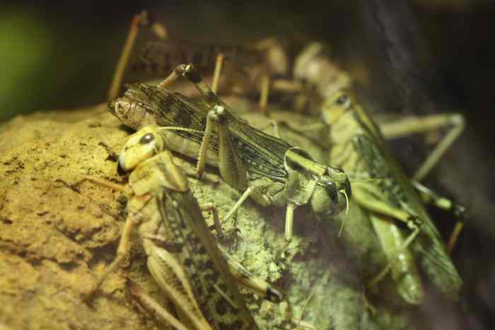The Years the Locusts Have Eaten: God's Redemption of a Wasted Past ...