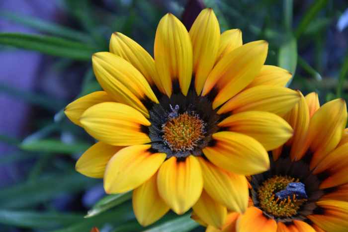 Photography - Beginner Tips for Taking Macro Images - HubPages