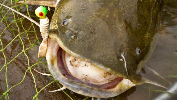 How to Catch Catfish: Best Baits for Big Flatheads - HubPages