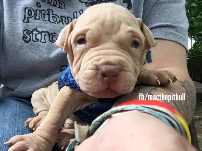 I Am Pitbull Strong - HubPages