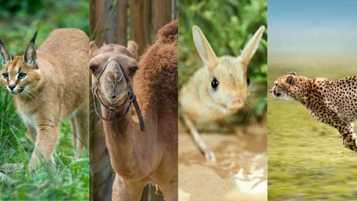 Top 50 Amazing Sahara Desert Animals - HubPages
