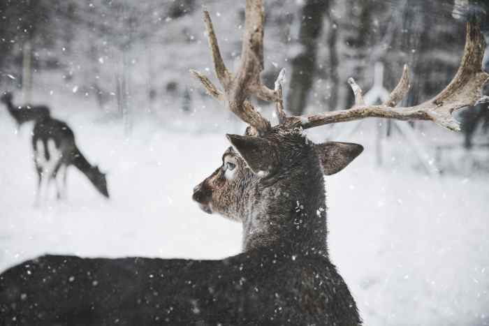 Cwd Alert: The Silent Spread of Zombie Deer Disease Across Regions ...