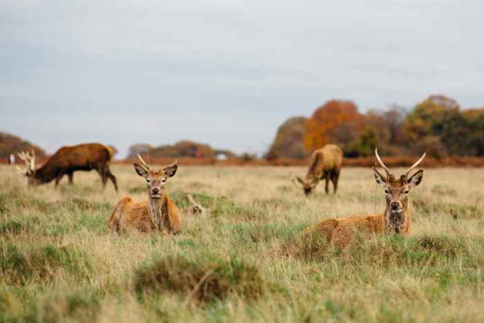 Cwd Alert: The Silent Spread of Zombie Deer Disease Across Regions ...