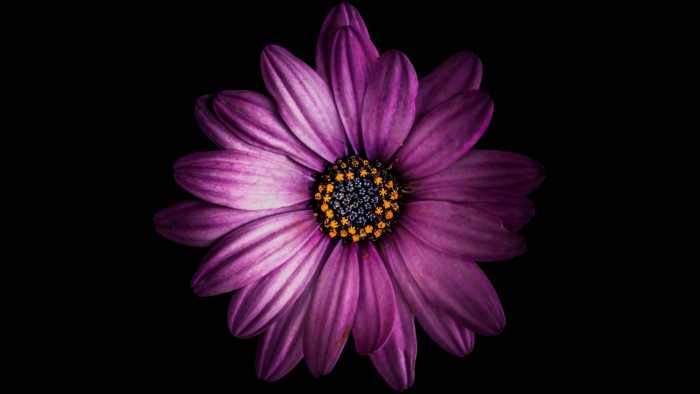 10 of the Most Beautiful Flowers in the World - HubPages