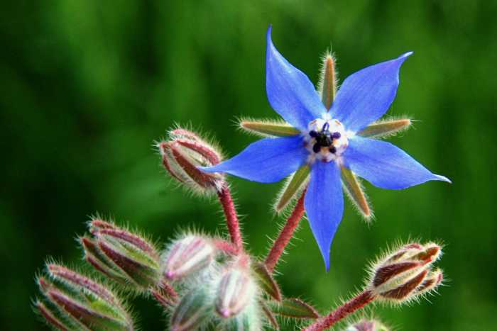 Using and Growing Borage: A Guide to One of the Prettiest Garden Herbs ...