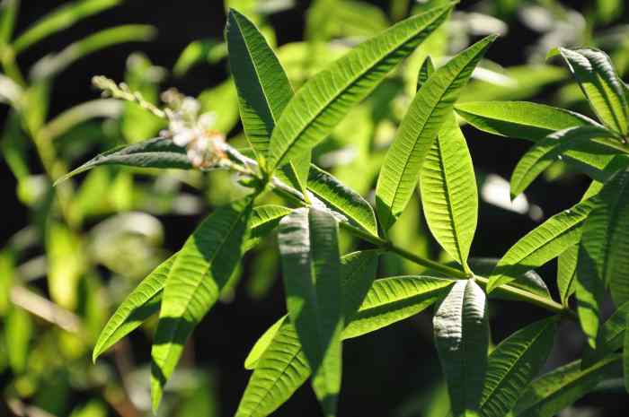 The Health Benefits and Uses of Lemon Verbena - HubPages