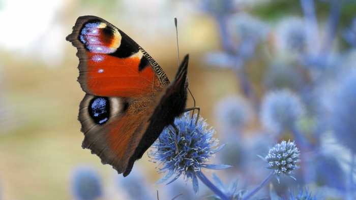 Top 10 Most Beautiful Butterflies in the World - HubPages