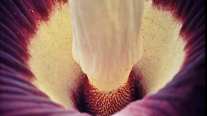 9 Rare Blooming Flowers - Owlcation