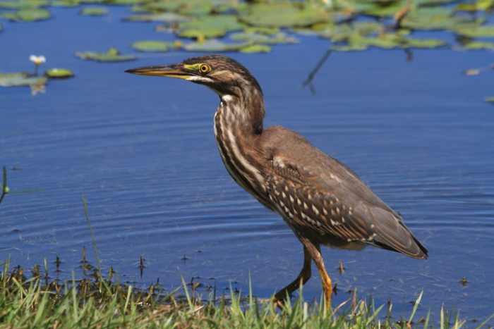 The Striated Heron - HubPages