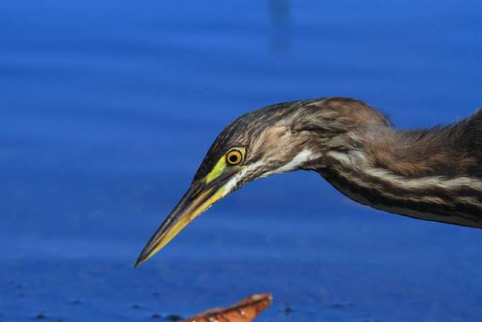 The Striated Heron - HubPages