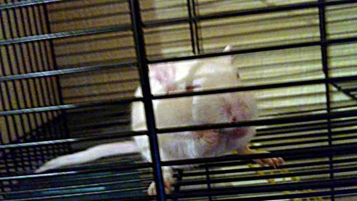 A Gerbil Escapes in a House with Four Cats - How Could He Possibly ...