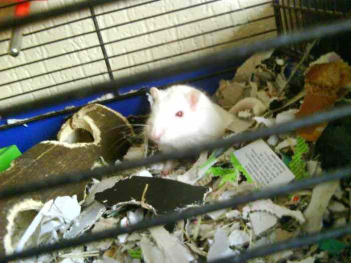 A Gerbil Escapes in a House with Four Cats - How Could He Possibly ...