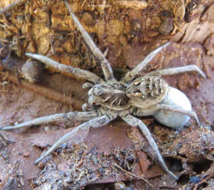 Animals and Insects seen in Australia - HubPages