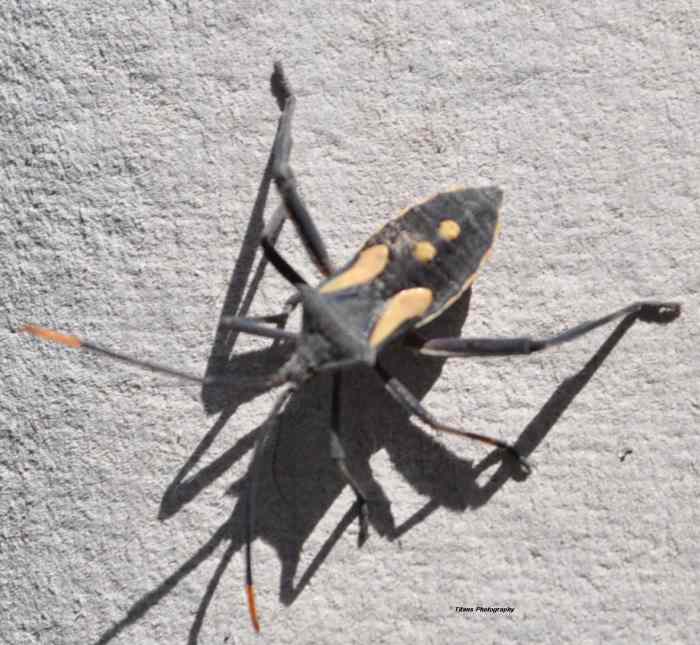 Animals and Insects seen in Australia - HubPages