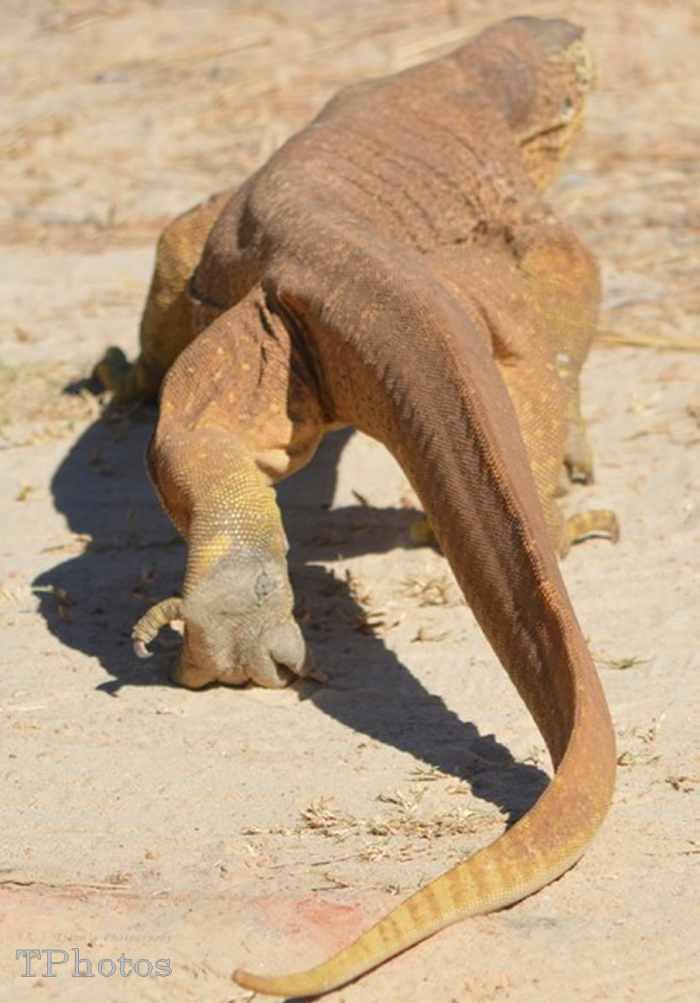 Animals and Insects seen in Australia - HubPages