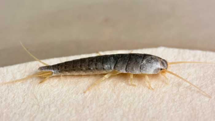 Silverfish Features, Life Cycle, Effects, and Pest Control - Dengarden