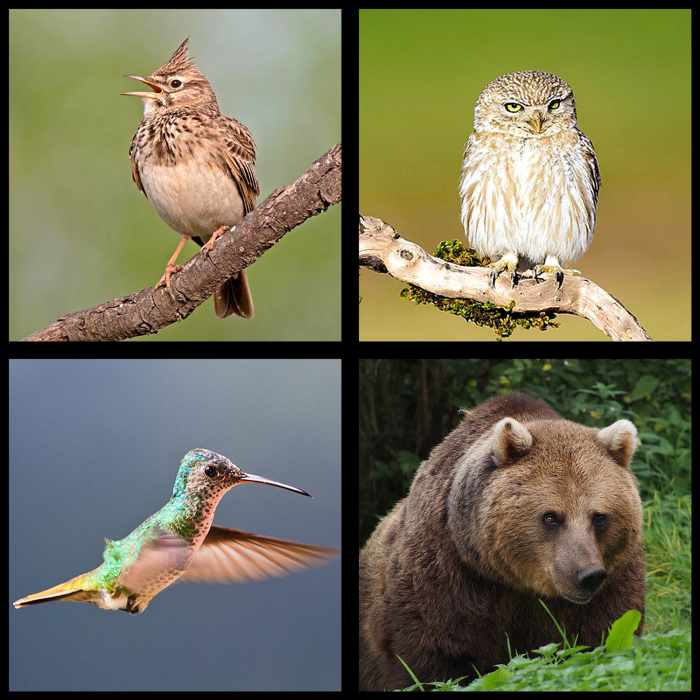 What Your Sleep Preferences Say About You: 4 Human Chronotypes ...