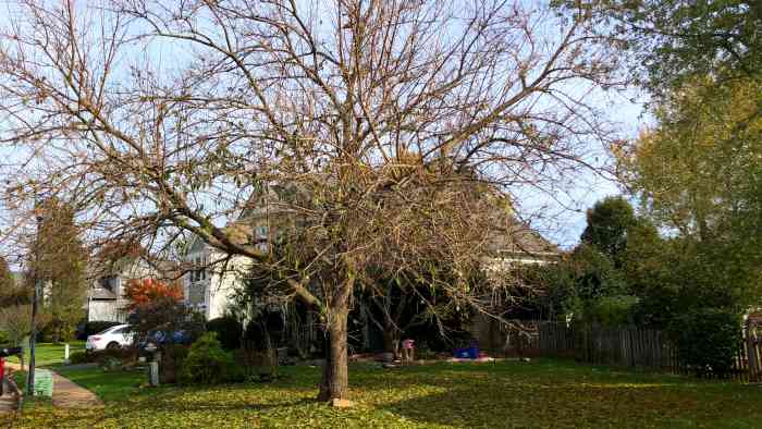 Growing and Caring for Mulberry Trees - Dengarden