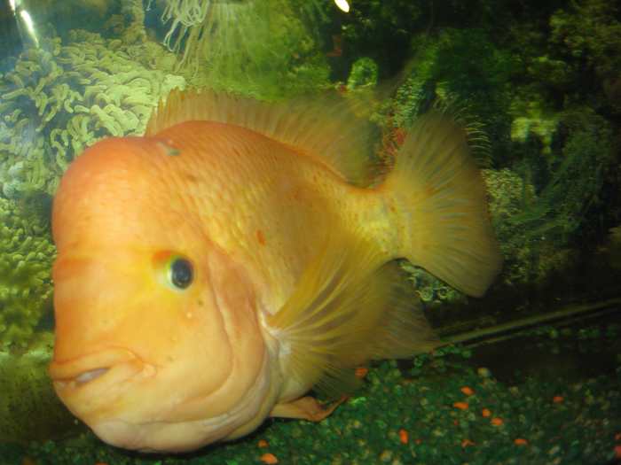 Red Devil Cichlid Story - HubPages