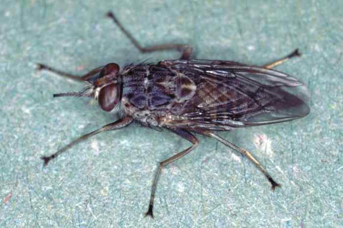 5 Badass Bugs: Scariest Insects on Earth - Owlcation