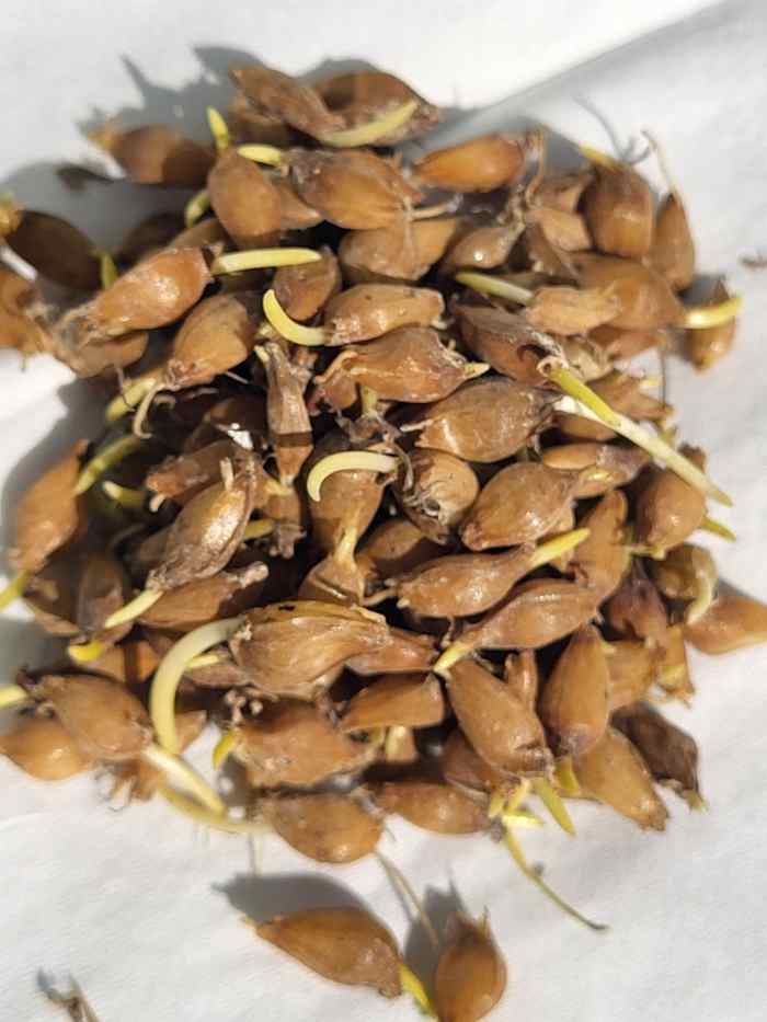 How to Grow Garlic from Seed (Bulbils) - HubPages