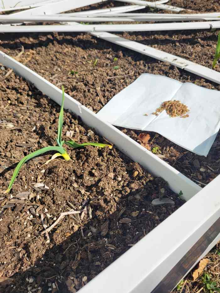 How to Grow Garlic from Seed (Bulbils) - HubPages