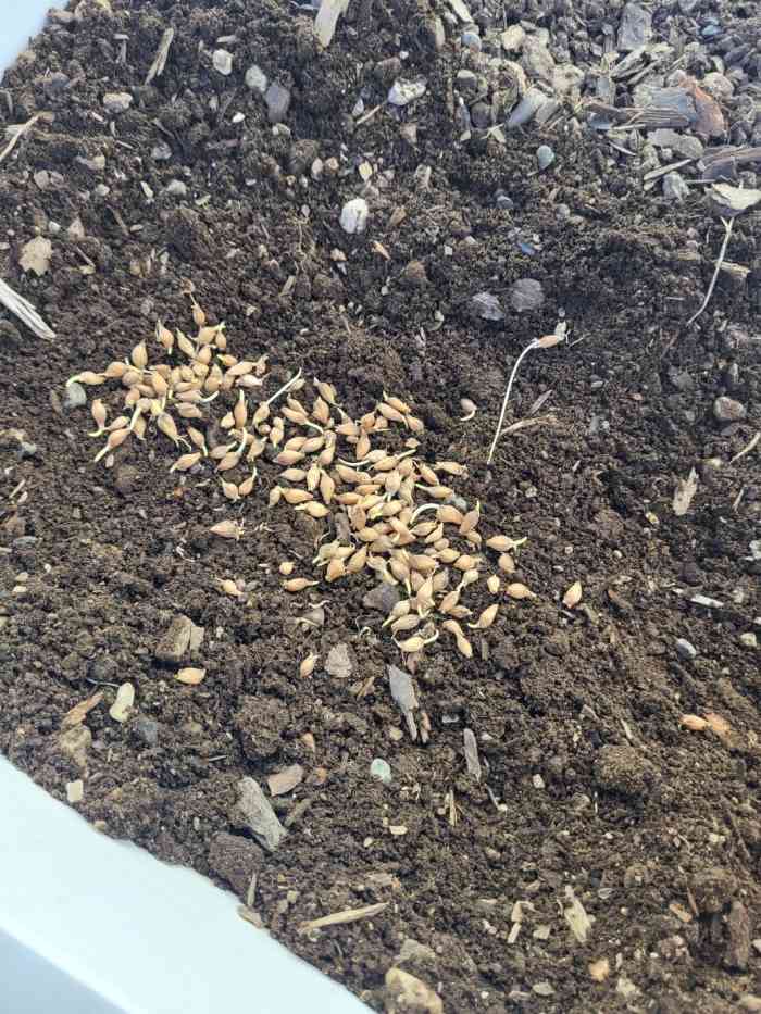How to Grow Garlic from Seed (Bulbils) - HubPages