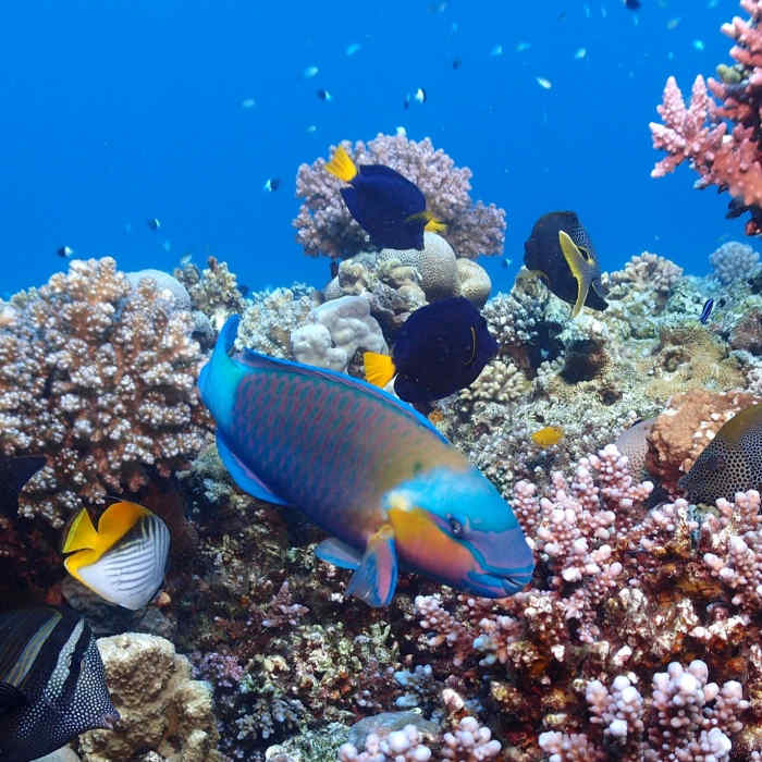 10 of the Most Beautiful Sea Creatures in the World (With Honorable ...