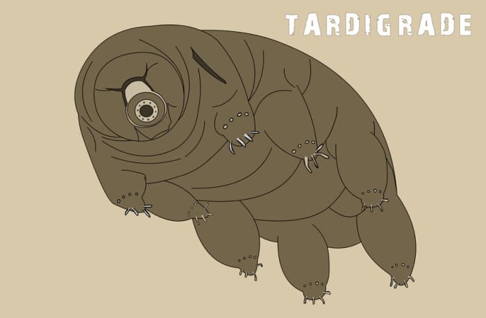 The Most interesting Tenacious Creature On Earth - HubPages