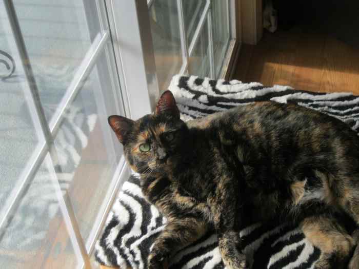 Animal Adoption-Children's Bedtime Story, Ruby The Cat Gets Adopted ...