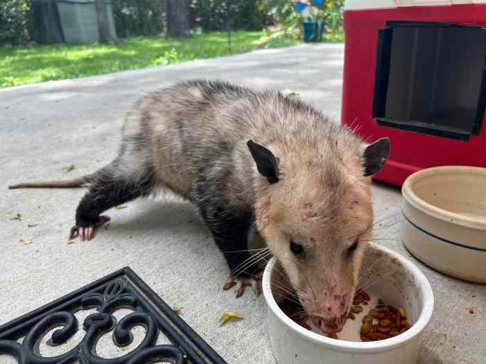 Easter Story via Possum Story? - HubPages