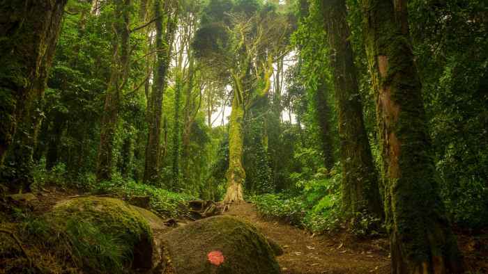 The Varied Flora and Fauna of Portugal: A Naturalist’s Paradise ...