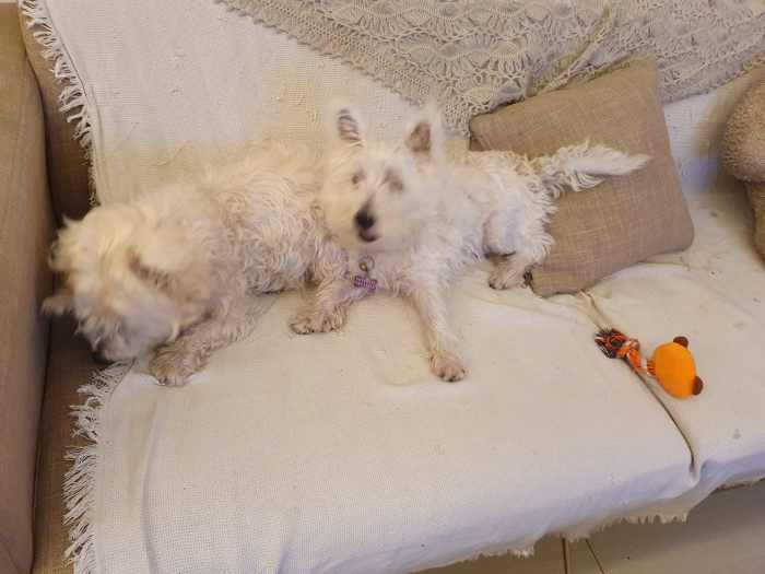 Understanding Pack Mentality in Dogs: How Leadership, Cooperation and ...