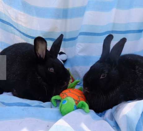 What Toys Are Good for Rabbits? - HubPages