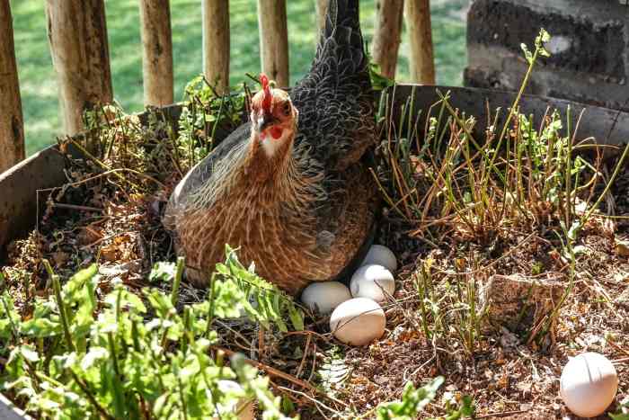 Chickens Egg Hatching Process - HubPages