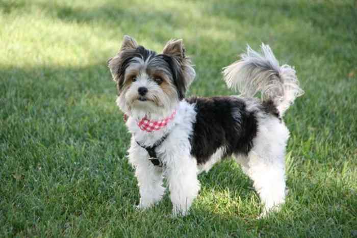 15 Most Popular Shih Tzu Mixed Dog Breeds - HubPages