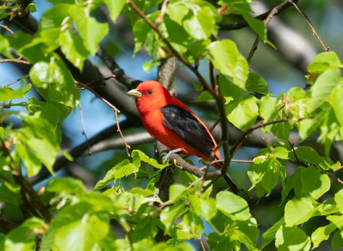 Northern Cardinal: North Carolina's State Bird (ID Guide) - Owlcation